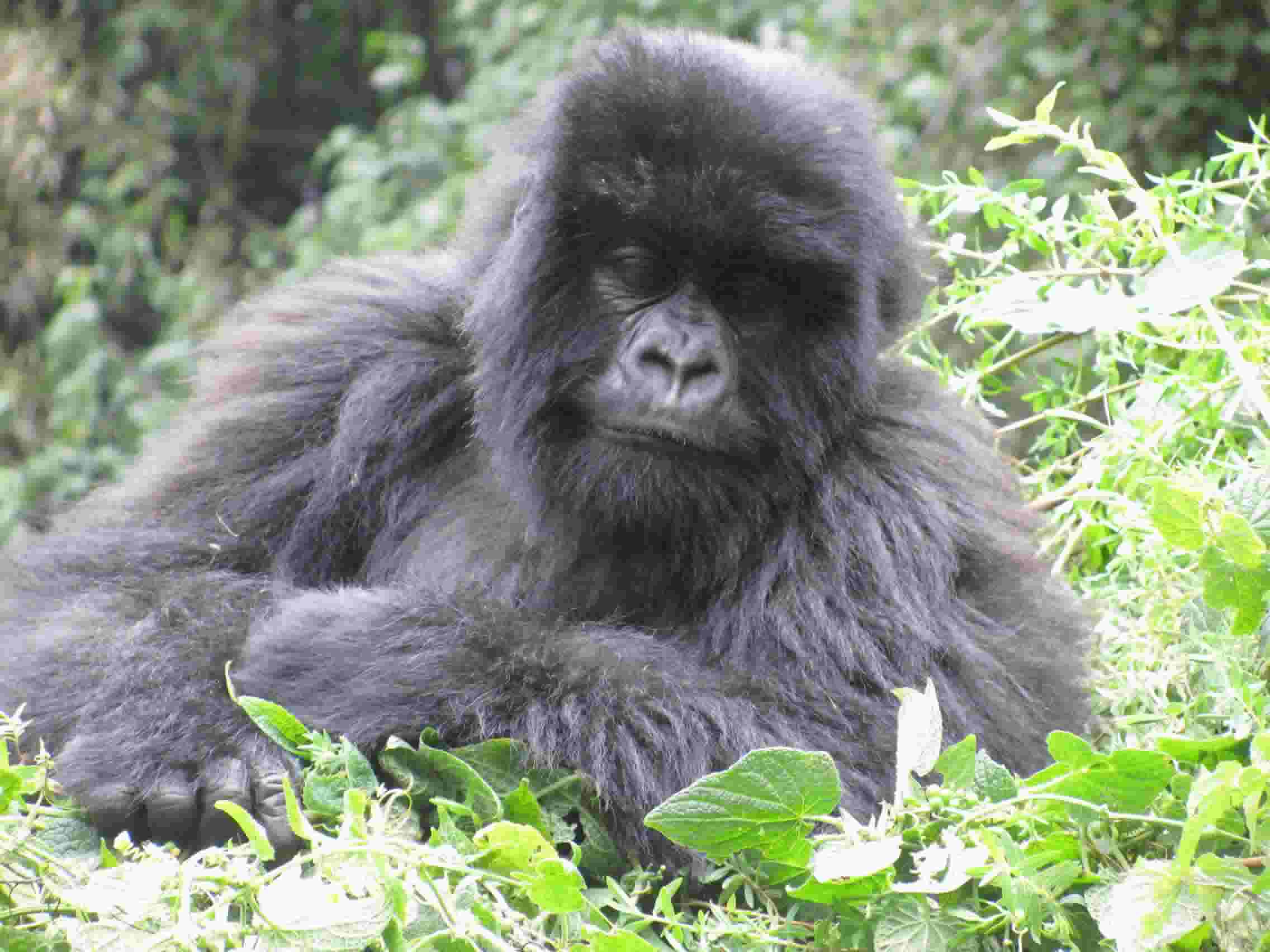 AFRICAN NOTES, FROM POOREST OF POOR TO GORILLAS